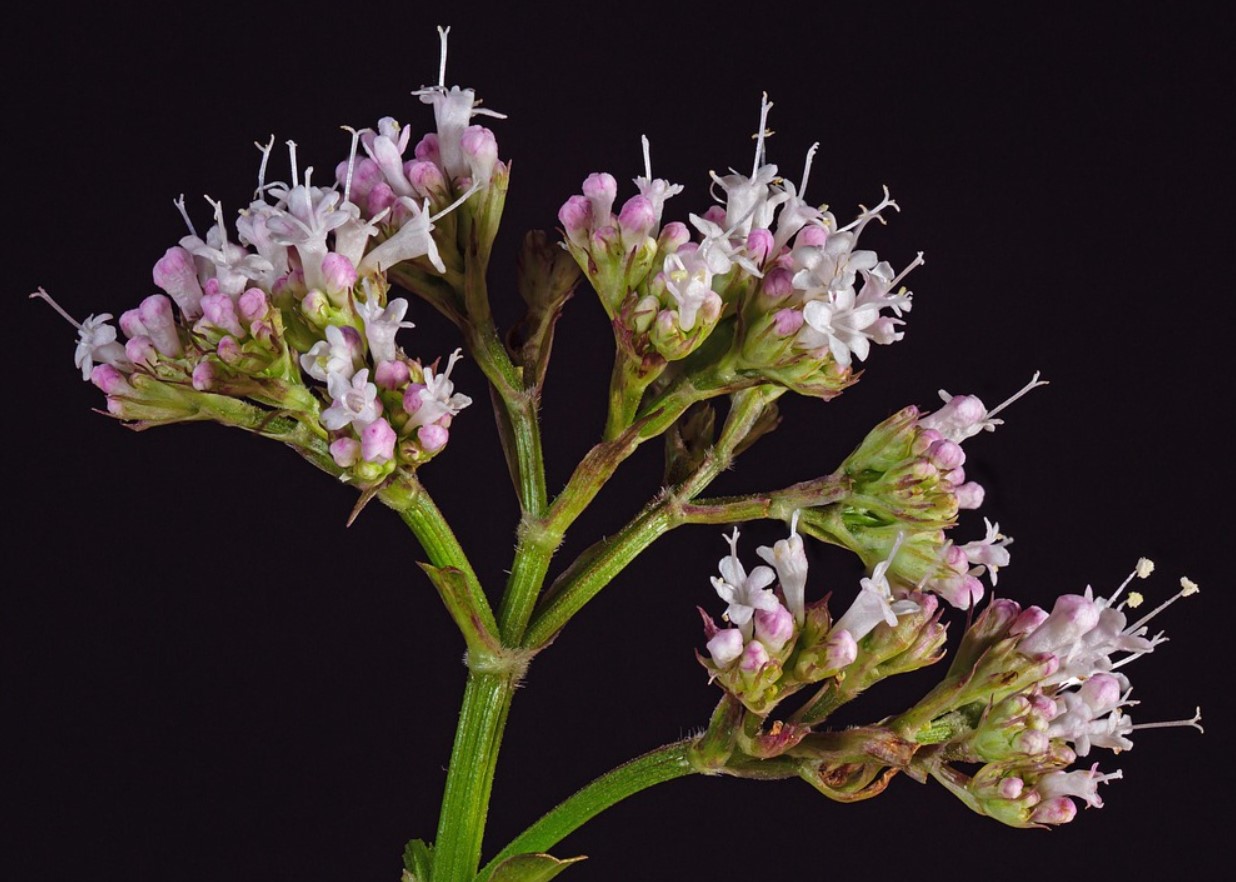Prantslased armastavad selle aroomi ja lisavad seda munadele, linnulihale ja salatitele. See ...